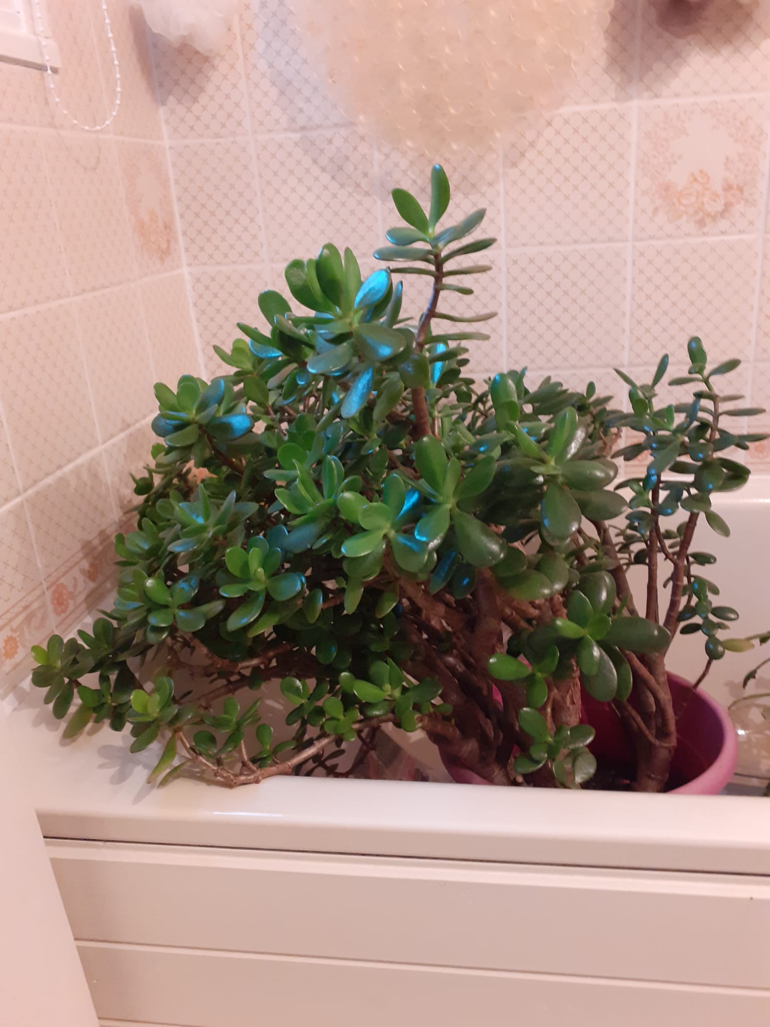 Lot # M06 – Money Penny Tree – side view – Church of the Good Shepherd ...